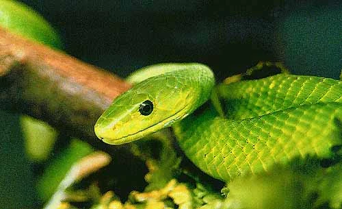 Snake (African Animals) | Ichigo Momomiya's Evolution Wiki | Fandom