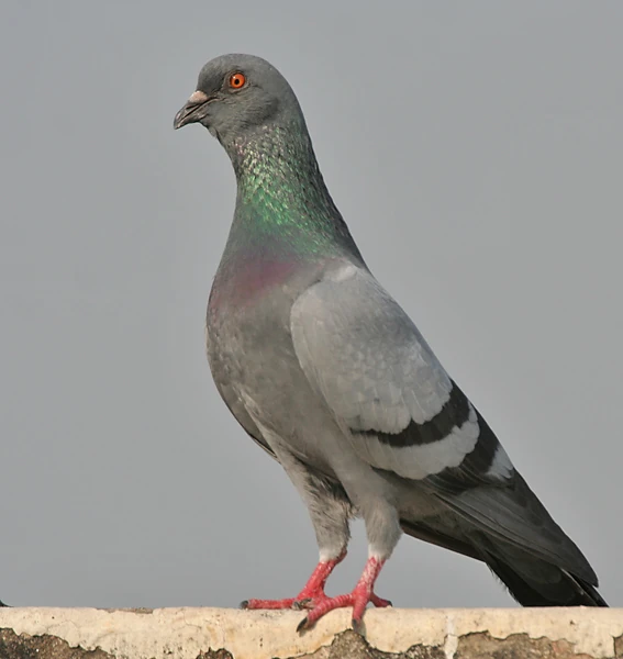Pigeon (African Animals) | Ichigo Momomiya's Evolution Wiki | Fandom