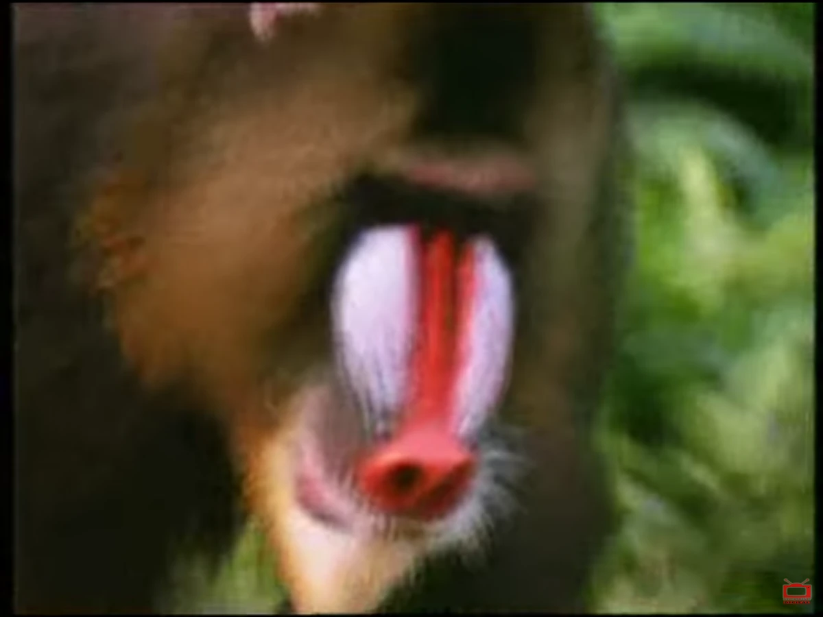 Mandrill | Ichigo Momomiya And Kirby and Super Hero Squads Wiki | Fandom