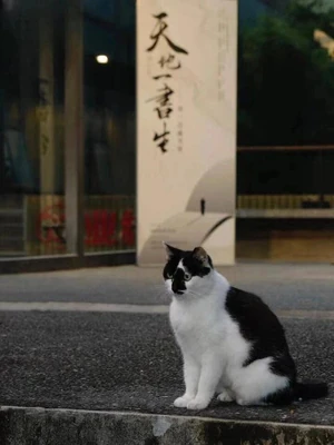 "Curator" | Identity V Wiki | Fandom