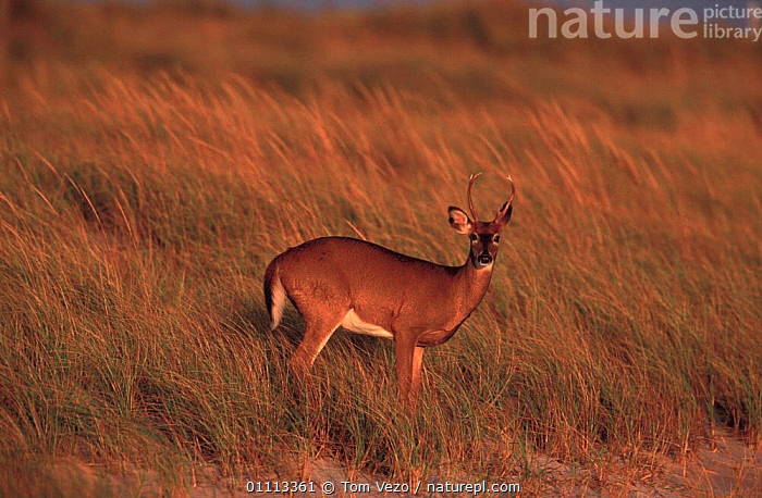 The Lyons Group American Tall Tales and Legends (TV Show) /Season 1 ...