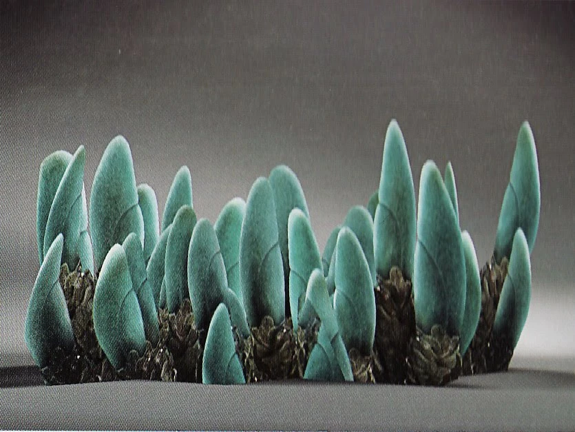 Bladder Polyp | Idea, science and films Wiki | Fandom