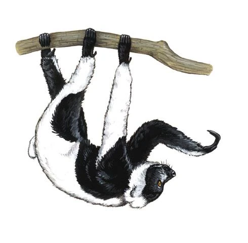 Palaeopropithecus (SciiFii) | Idea Wiki | Fandom