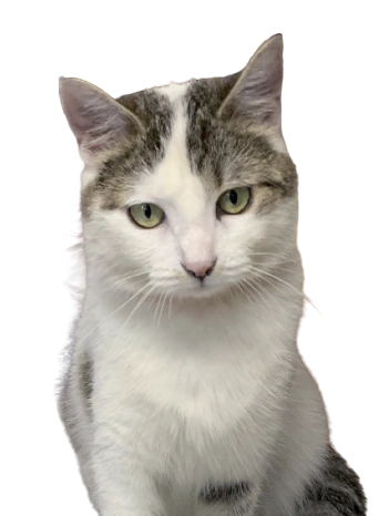 Ollie | Idea Wiki | Fandom