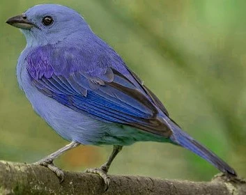 Aqua-blue tanager (SciiFii) | Idea Wiki | Fandom