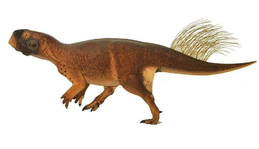 Psittacosaurus (SciiFii) | Idea Wiki | Fandom