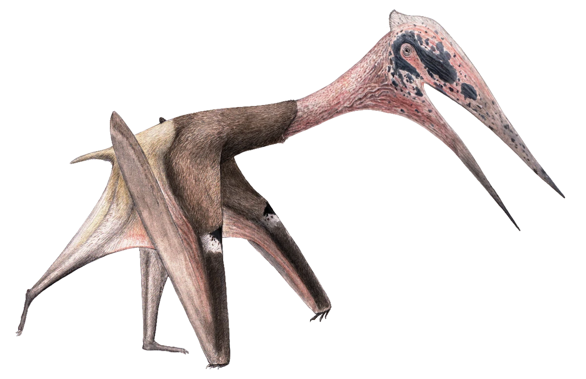 Mongol azhdarchid (SciiFii) | Idea Wiki | Fandom