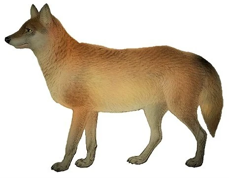 Cascade Mountain Wolf