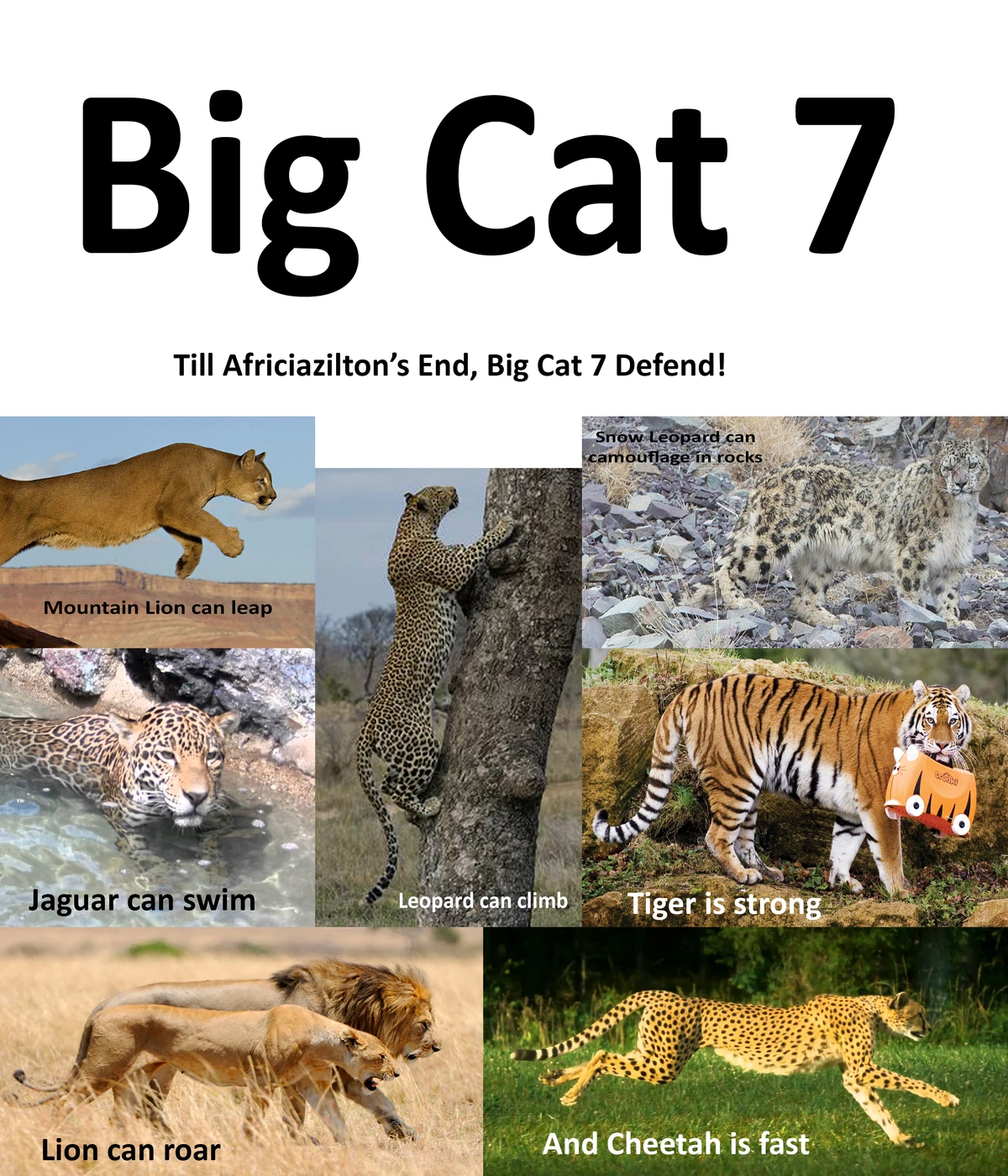 Big Cat 7 | Idea Wiki | Fandom