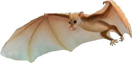 Ichthyoconodon (SciiFii) | Idea Wiki | Fandom