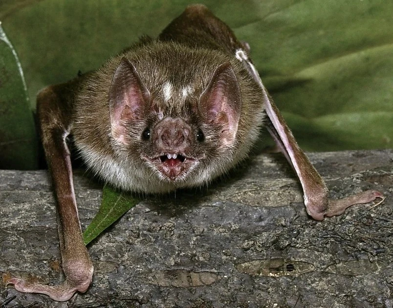 North American vampire bat (SciiFii) | Idea Wiki | Fandom