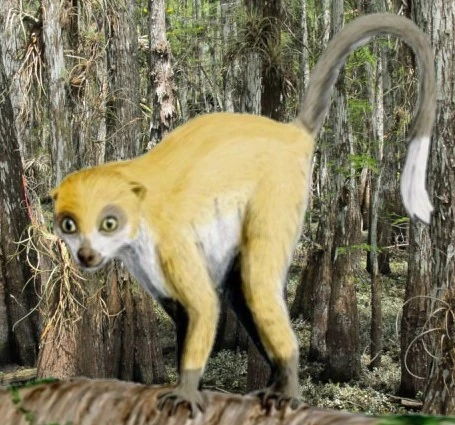 Pelycodus (SciiFii) | Idea Wiki | Fandom