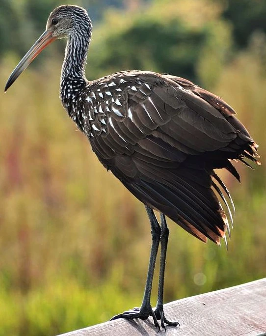 Pacific limpkin (SciiFii) | Idea Wiki | Fandom