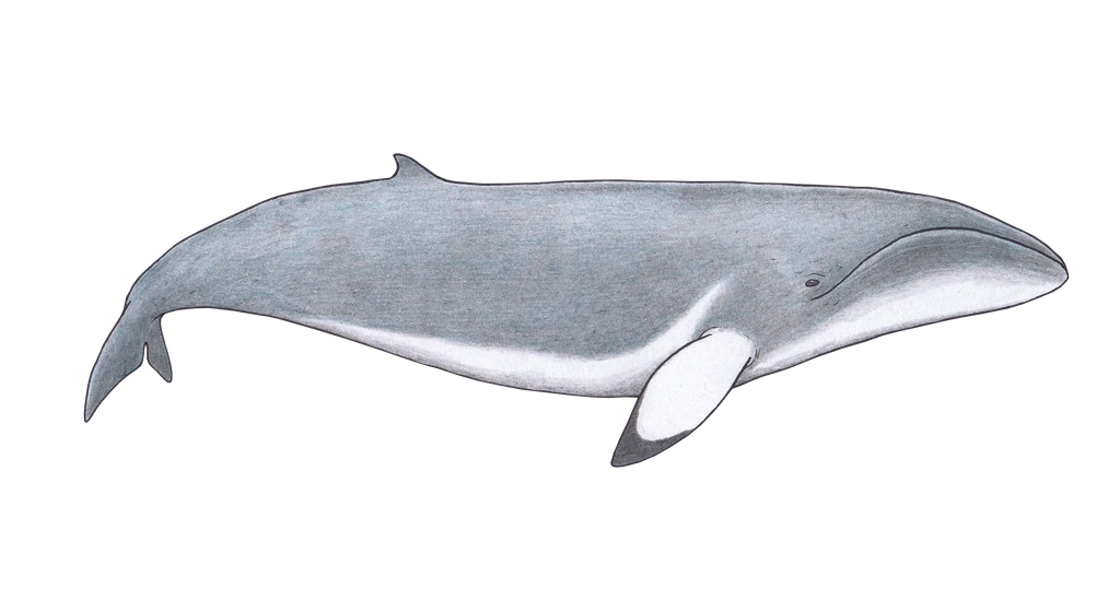 Cetotherium (SciiFii) | Idea Wiki | Fandom