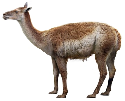 Hemiauchenia (SciiFii) | Idea Wiki | Fandom