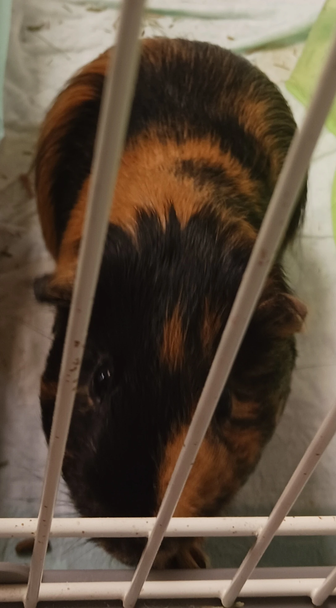 BearBear the Guinea Pig | Idea Wiki | Fandom