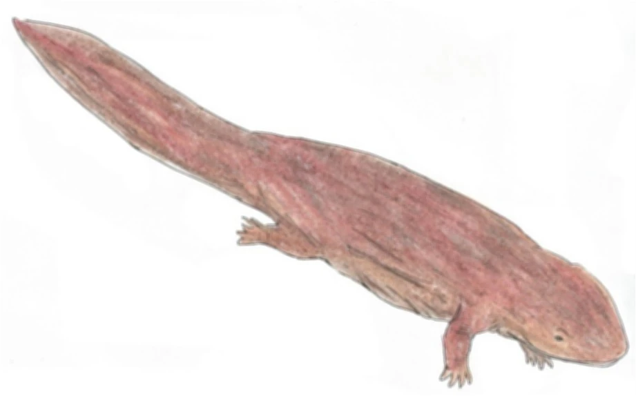 Andrias matthewi (SciiFii) | Idea Wiki | Fandom