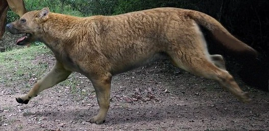 Epicyon (SciiFii) | Idea Wiki | Fandom