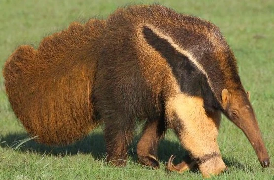 North American Anteater