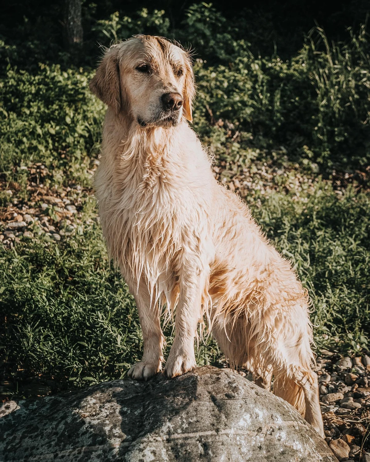 War of The Clan of dogs | Idea Wiki | Fandom