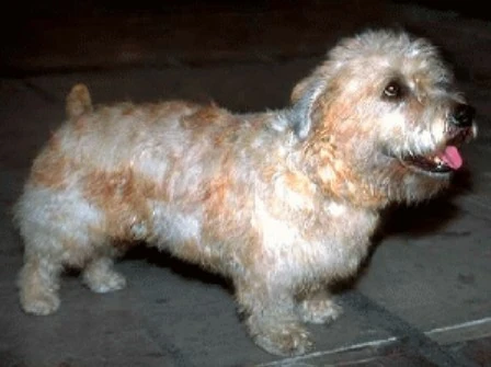 Turnspit dog (SciiFii) | Idea Wiki | Fandom