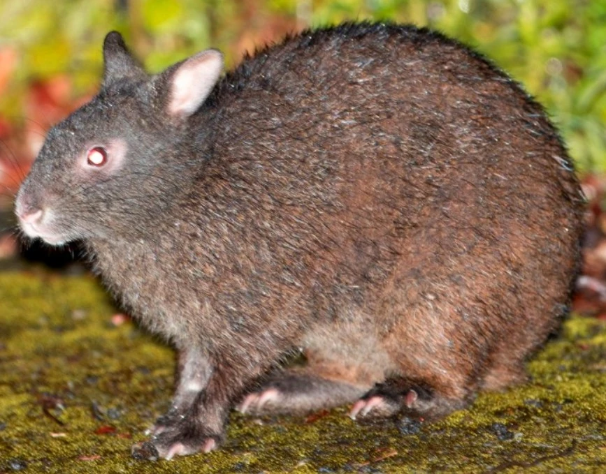 Short-eared rabbit (SciiFii) | Idea Wiki | Fandom