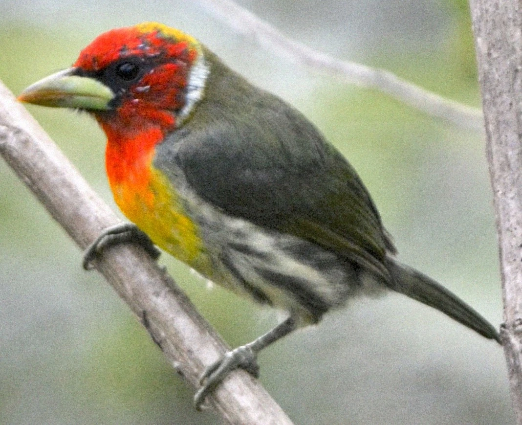 Ruby-crowned barbet (SciiFii) | Idea Wiki | Fandom