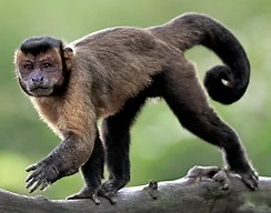 North American capuchin (SciiFii) | Idea Wiki | Fandom