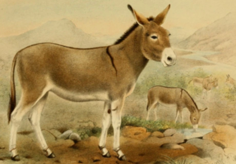 Atlas wild ass (SciiFii) | Idea Wiki | Fandom