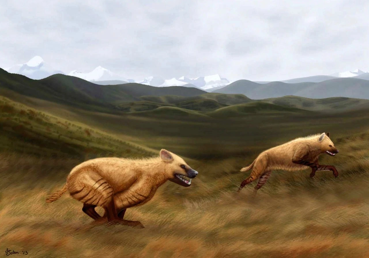 Hyenas Running