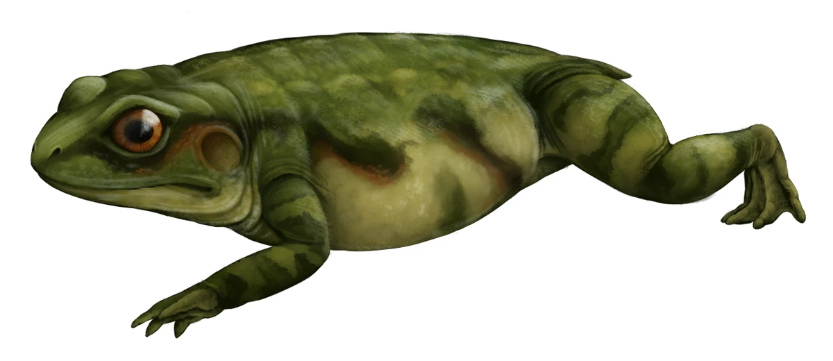 Triadobatrachus (SciiFii) | Idea Wiki | Fandom