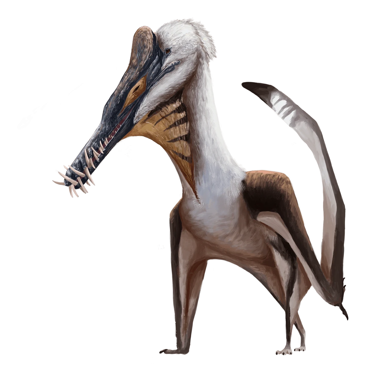 Hasandong boreopterid (SciiFii) | Idea Wiki | Fandom