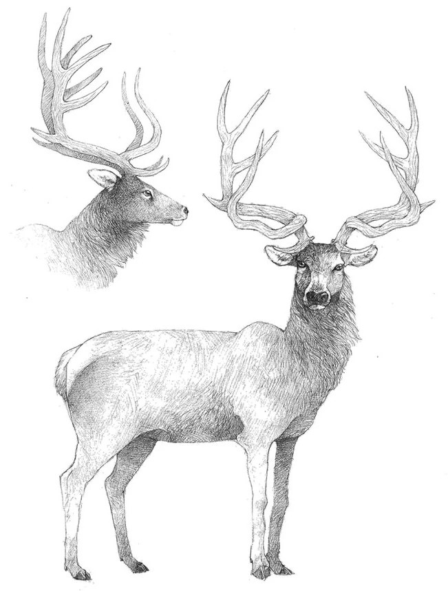 Megaceroides (SciiFii) | Idea Wiki | Fandom