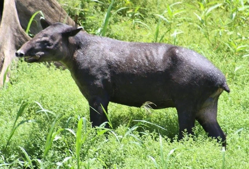 Asian dwarf tapir (SciiFii) | Idea Wiki | Fandom