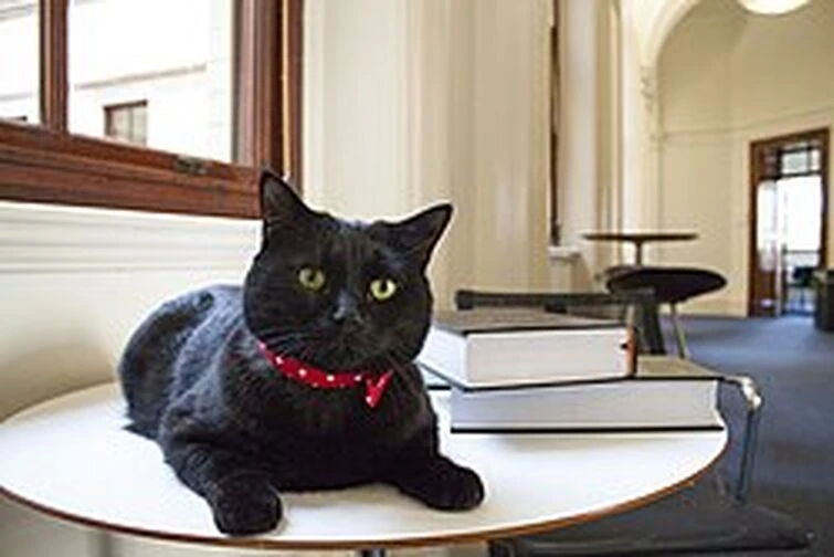 Shadow (cat) | Idea Wiki | Fandom