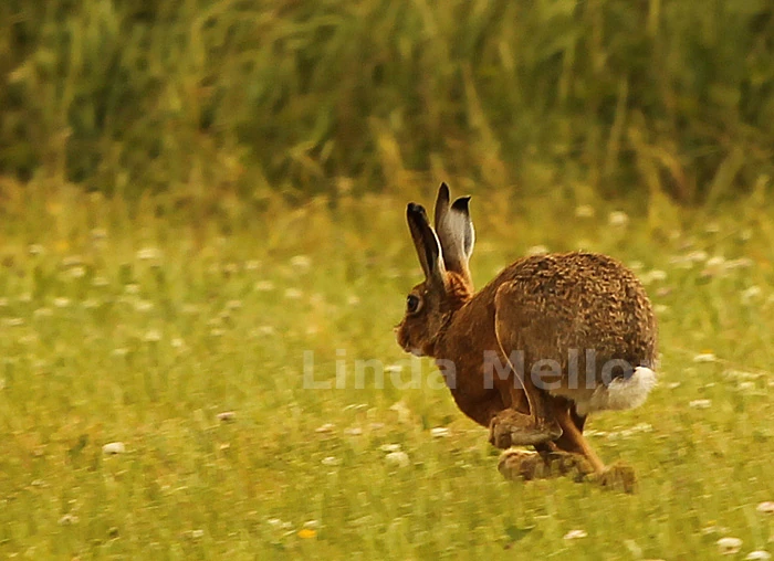 Galaxy Rabbit Adventures | Idea Wiki | Fandom