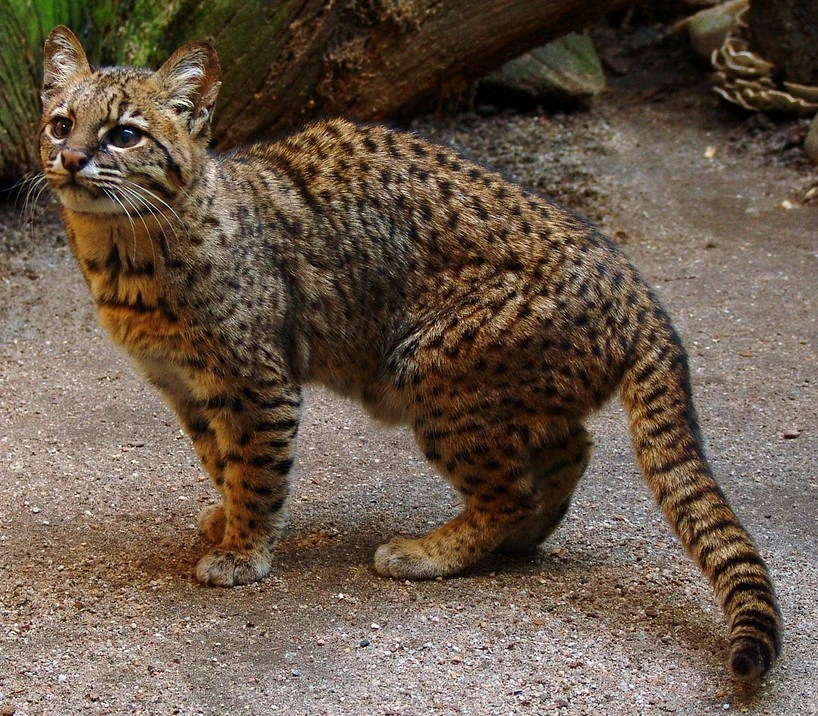 North American kodkod (SciiFii) | Idea Wiki | Fandom