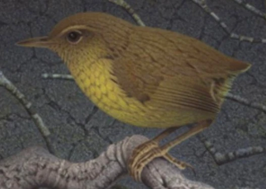 Lyall's wren (SciiFii) | Idea Wiki | Fandom