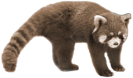 Parailurus (SciiFii) | Idea Wiki | Fandom