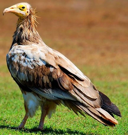 Neophrontops americanus (SciiFii) | Idea Wiki | Fandom
