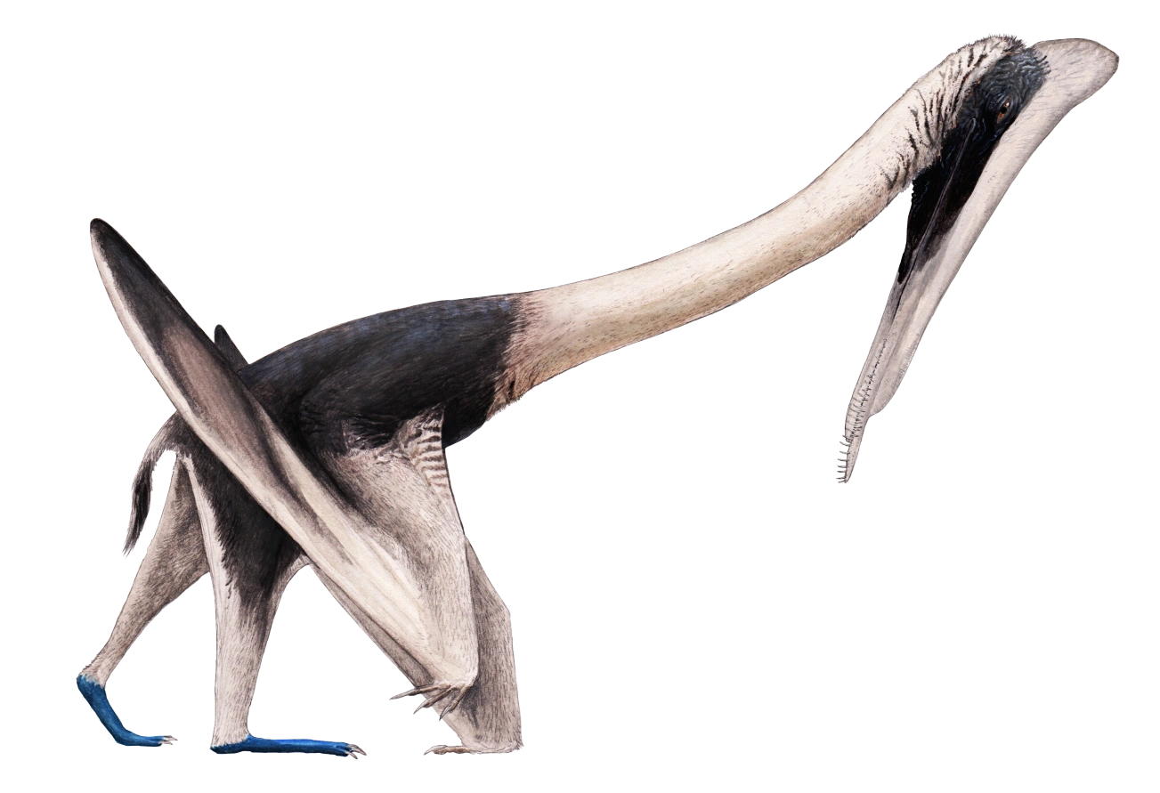 Feilongus (SciiFii) | Idea Wiki | Fandom
