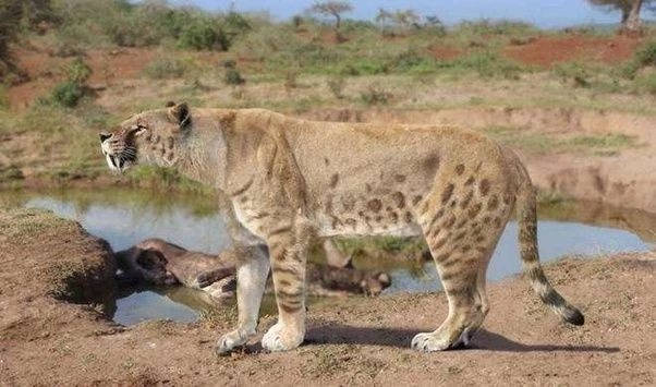 Homotherium serum (SciiFii) | Idea Wiki | Fandom