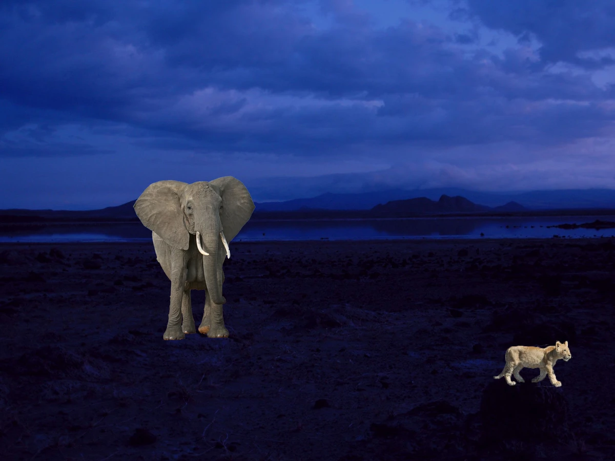 The Lion's Tale (Disney) | Idea Wiki | Fandom