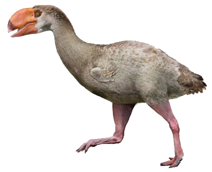 Dromornis (SciiFii) | Idea Wiki | Fandom