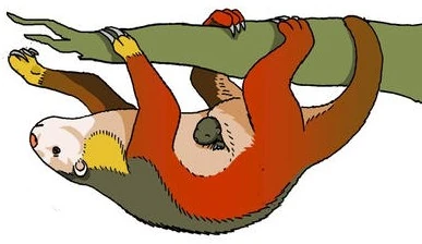 Sloth cuscus (SciiFii) | Idea Wiki | Fandom