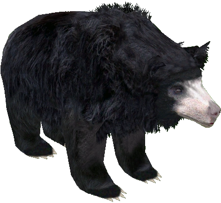 American sloth bear (SciiFii) | Idea Wiki | Fandom