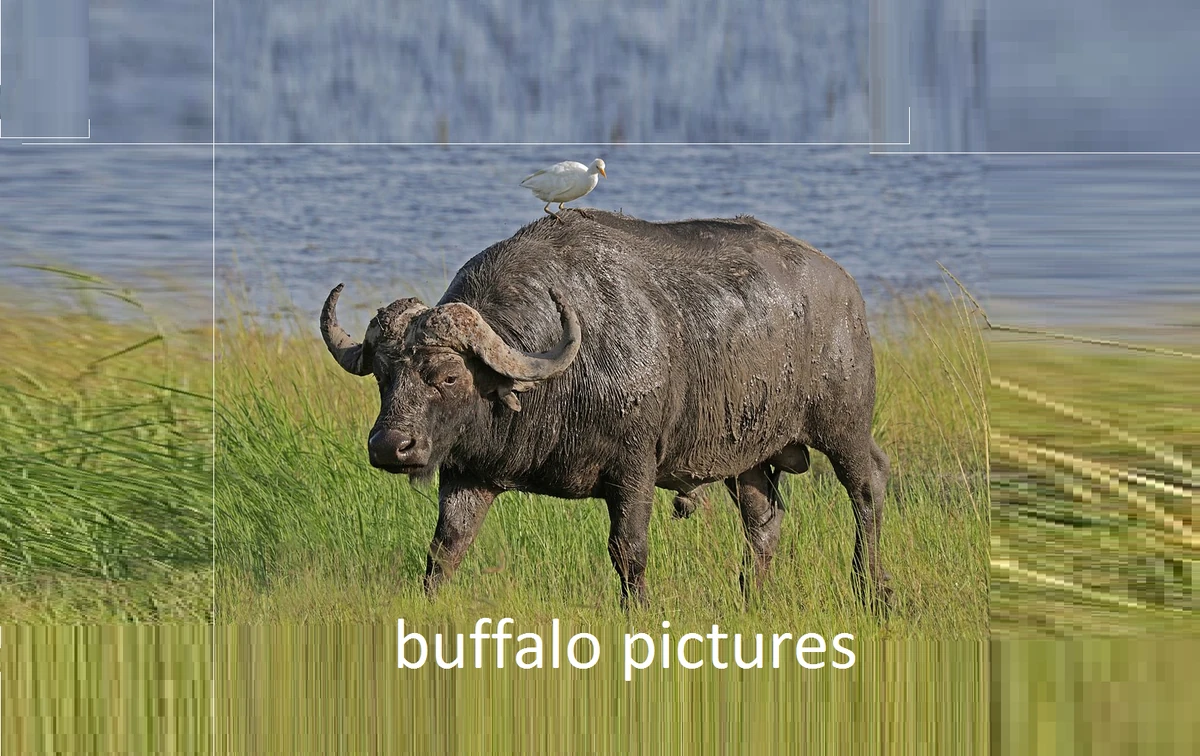 Lab Rats (film)/Credits | Idea Wiki | Fandom