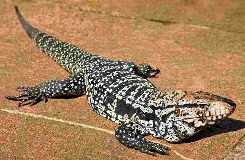 North American tegu (SciiFii) | Idea Wiki | Fandom