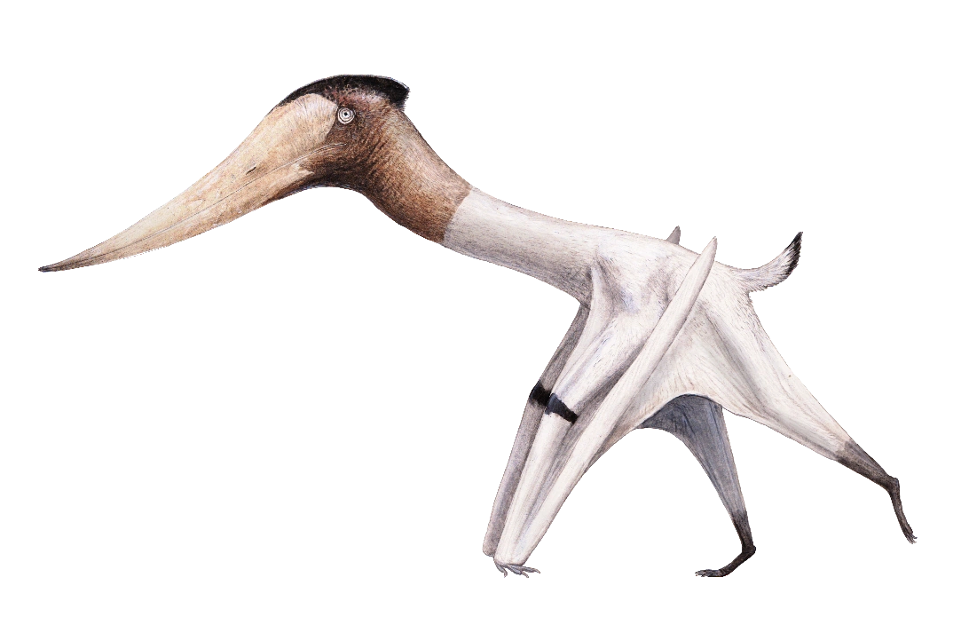 Xericeps (SciiFii) | Idea Wiki | Fandom