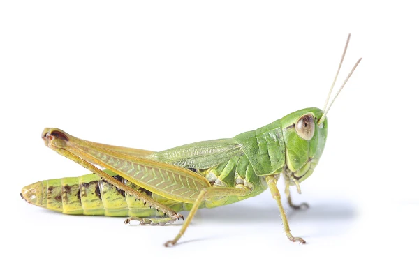 The Amazing Invertebrate World | Idea Wiki | Fandom